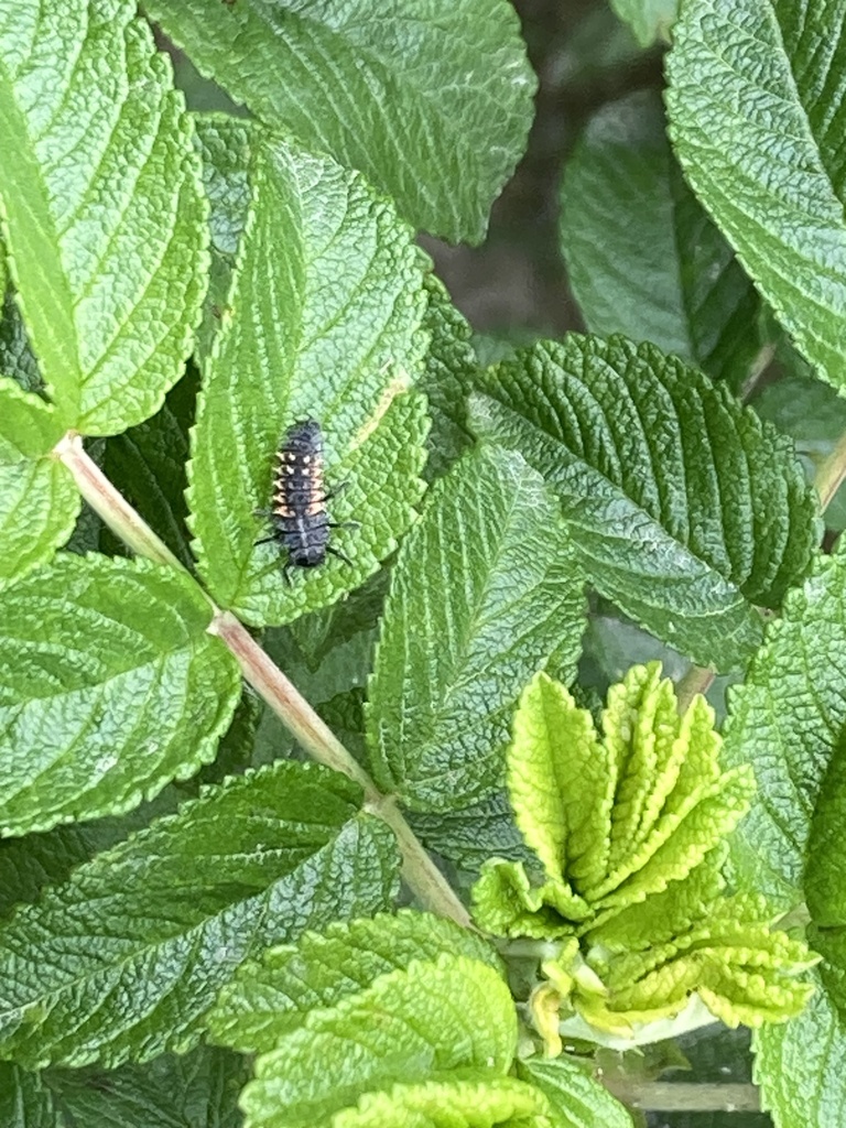 Asian Lady Beetle from Woodland Park Zoo, Seattle, WA, US on June 26 ...