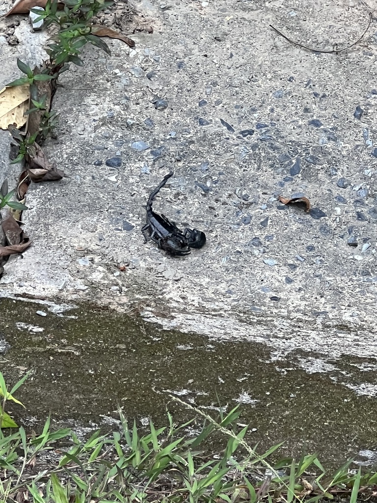 Asian forest scorpions from Khao yai national park on June 17, 2024 at ...
