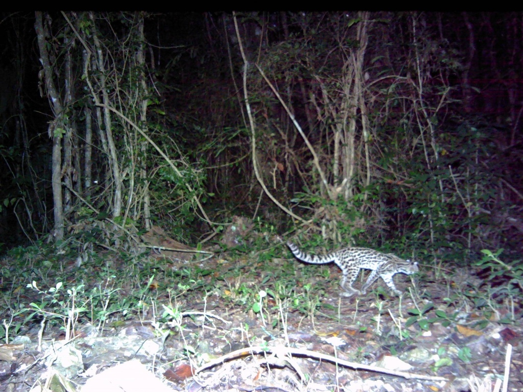 Tigrillo en junio 2024 por Victor Arroyo-Rodriguez · iNaturalist Mexico