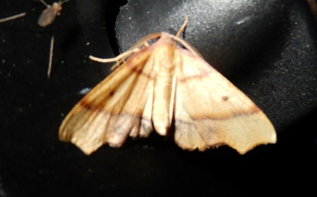 Straight-lined Plagodis Moth from Sydenham River NR, Lambton County, ON ...