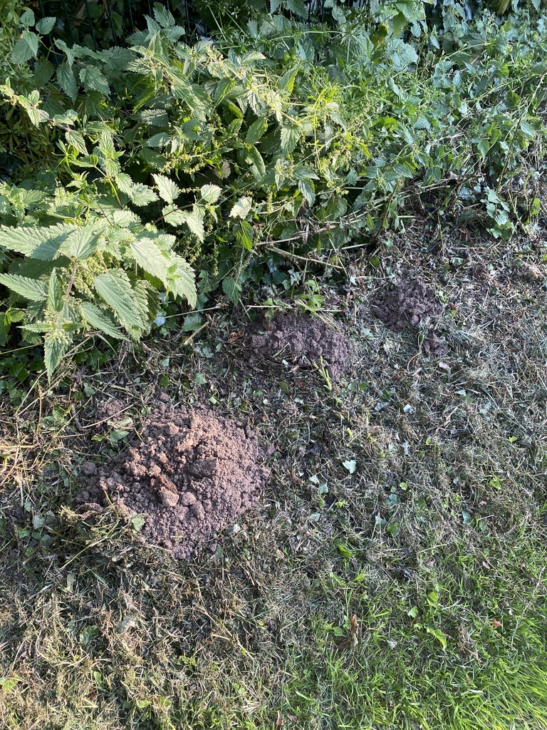 European Mole from University of York, York, England, GB on June 26 ...