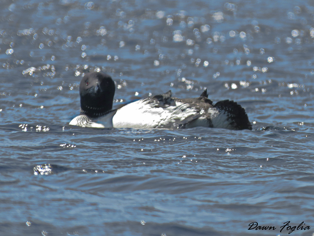 Common Loon from Good Luck Lake, Arietta, NY 12032, USA on June 11 ...