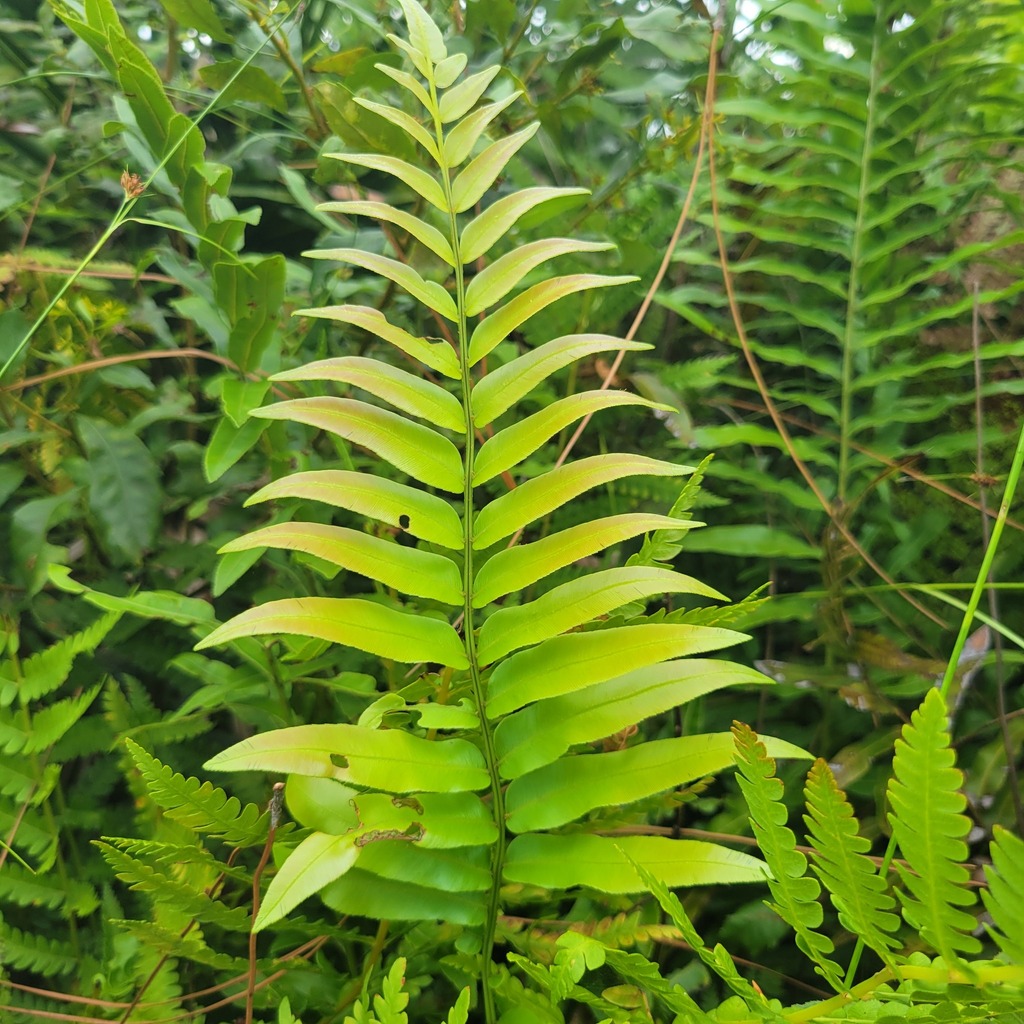Broad Sword Fern in June 2024 by Liv Rothgerber · iNaturalist