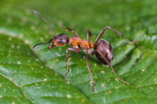 rufa-group Wood Ants (Complex Formica rufa-group) · iNaturalist