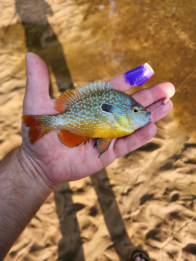 Swampland Longear Sunfish from Northport, AL 35476, USA on June 25 ...