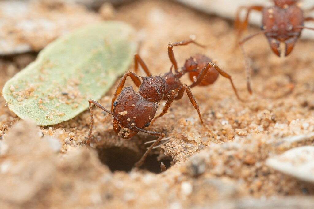 Desert Leaf-cutter Ant from Cochise County, AZ, USA on June 24, 2024 at ...