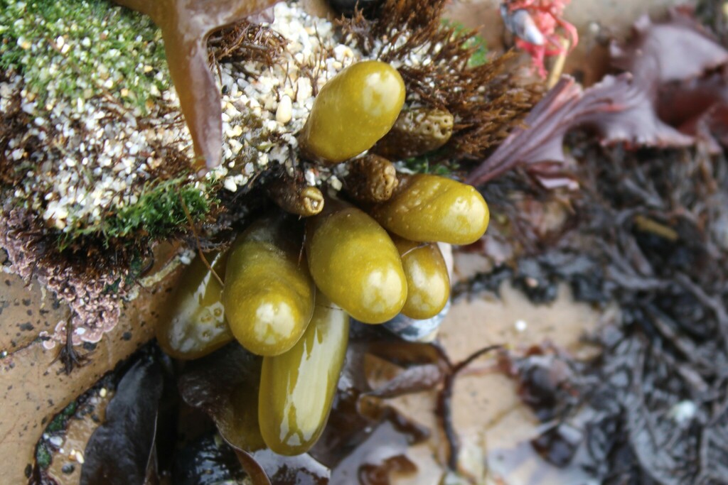 Sea Sacks from J V Fitzgerald Marine Reserve, 200 Nevada Ave, Moss ...
