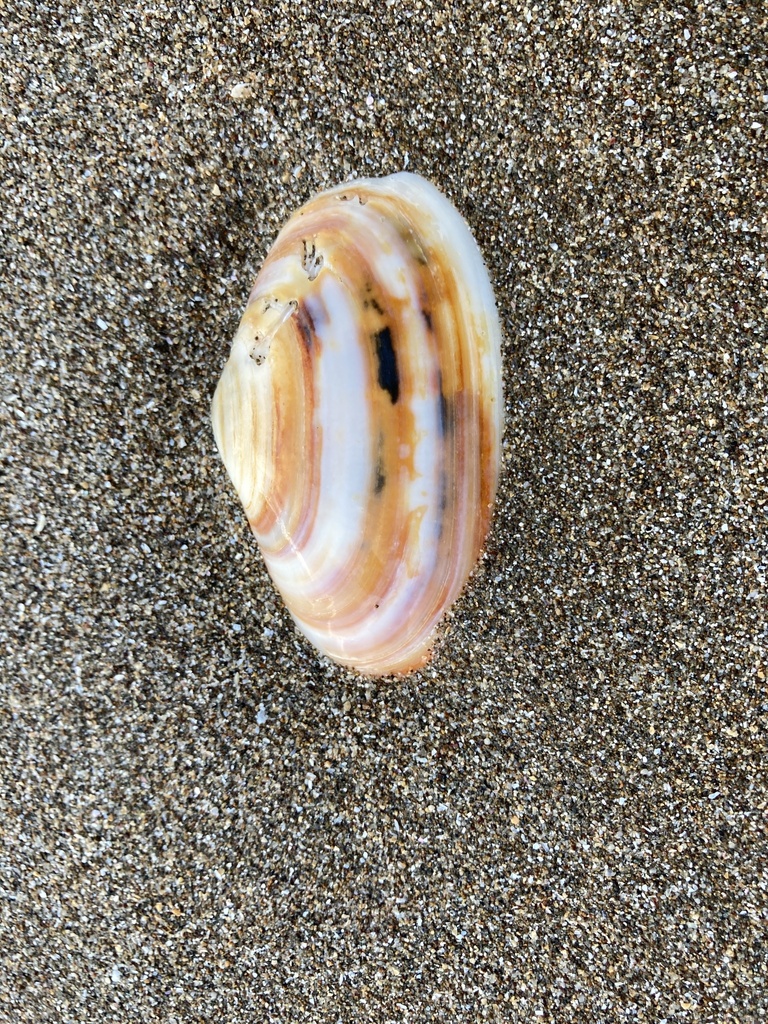 Pipi from Te Ika-a-Māui / North Island, Waikato, NZ on June 14, 2024 at ...