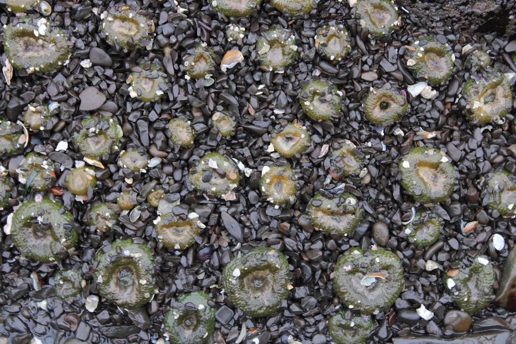 Aggregating Anemone from J V Fitzgerald Marine Reserve, 200 Nevada Ave ...