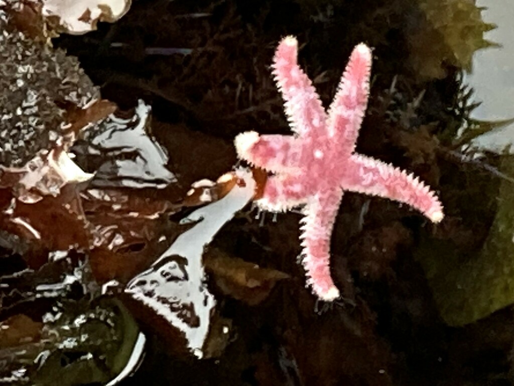 Six-rayed Star from J V Fitzgerald Marine Reserve, 200 Nevada Ave, Moss ...
