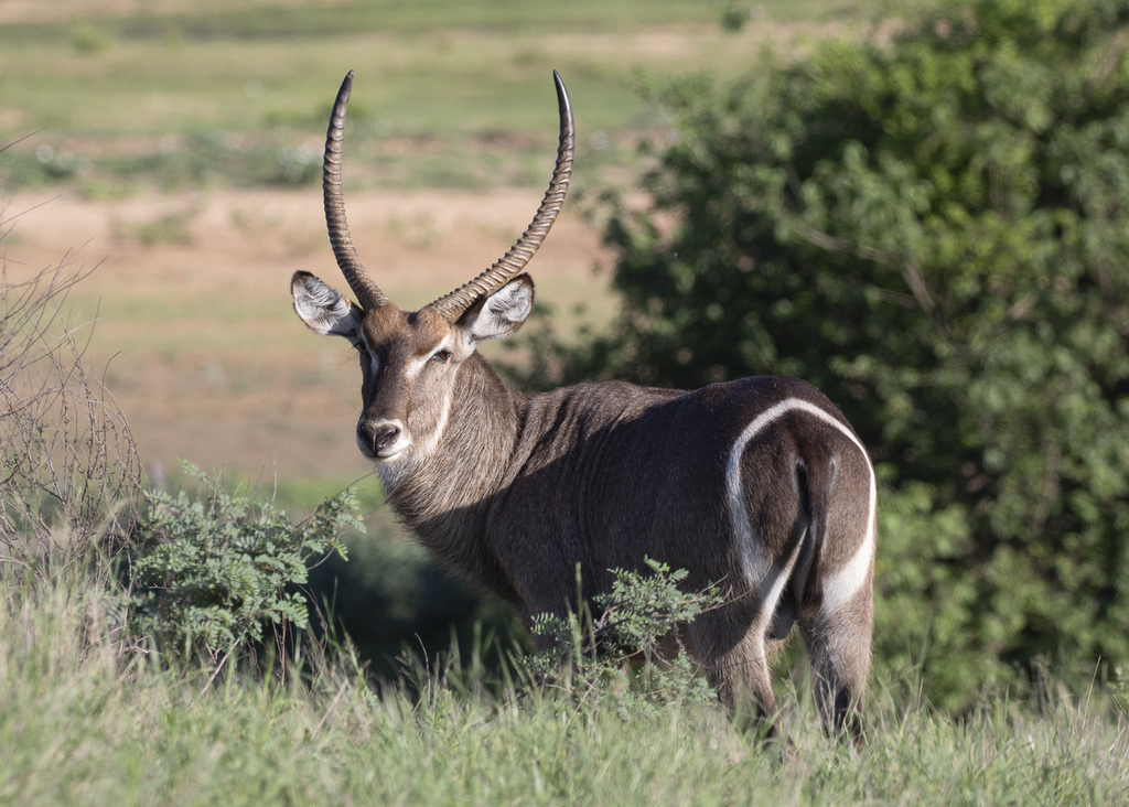Common Waterbuck from Kruger National Park, Limpopo, South Africa on ...