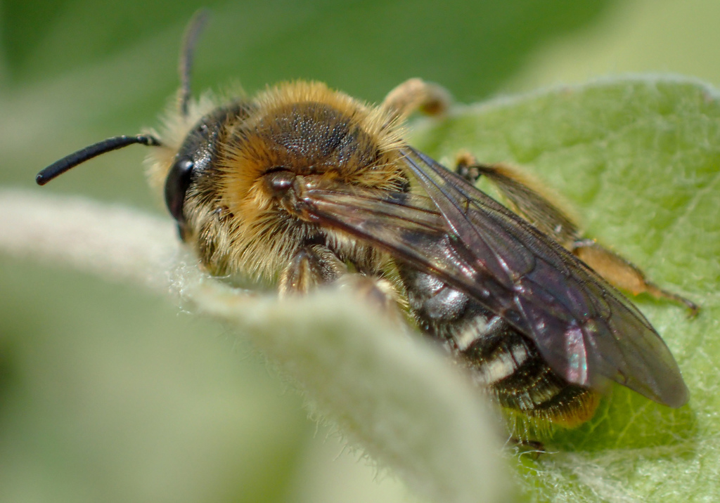 Trachandrena from Floppy Boot Ranch, Modoc County, CA, USA on May 25 ...