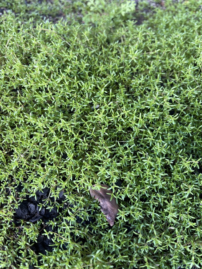 Common Fine Stonecrop from City of Cape Town, ZA-WC, ZA on June 26 ...