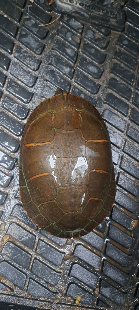 Painted Turtle from Port Rowan, ON N0E 1M0, Canada on June 26, 2024 at ...