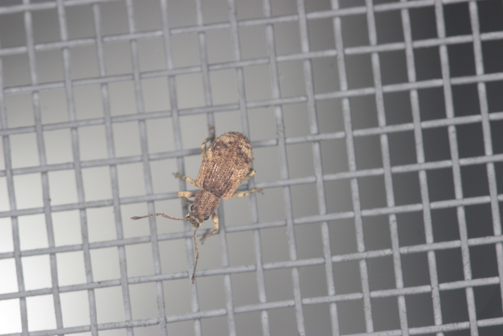 Peach Root Weevil from Franklin County, MO, USA on June 24, 2024 at 09: ...