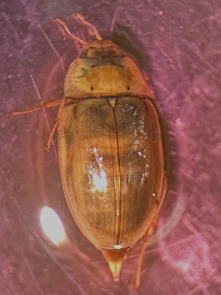 Enochrus from 446th Ave, Ramona, SD, US on August 1, 2023 at 12:00 PM ...
