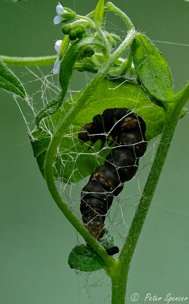 Butterflies and Moths from Assiniboine Park, Winnipeg, MB, Canada on ...