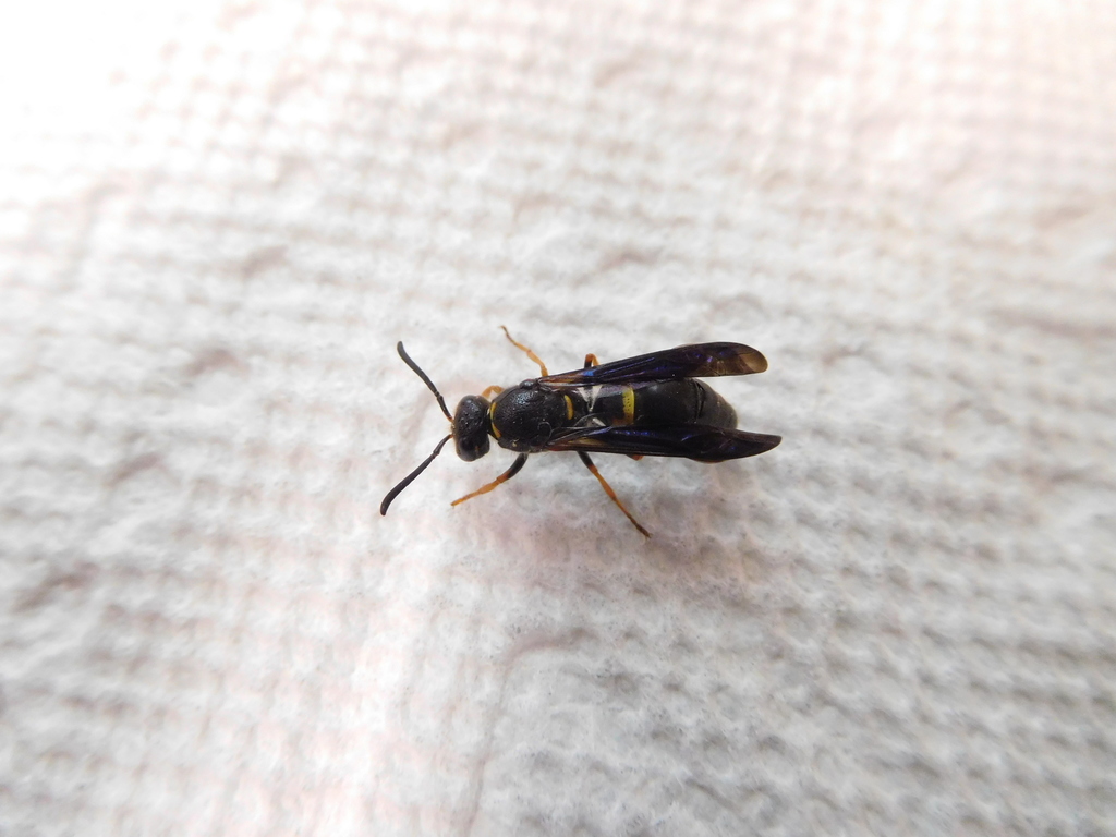 One-banded Mason Wasp from Sullivan County, TN, USA on May 25, 2019 at ...