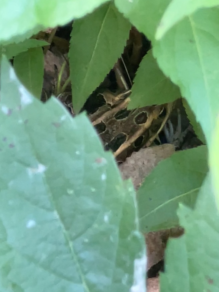 Northern Leopard Frog from Lyndale Park Rose Garden, Minneapolis, MN ...