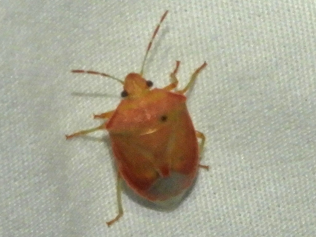 Red-shouldered Stink Bug from Organ Pipe Cactus National Monument, Pima ...