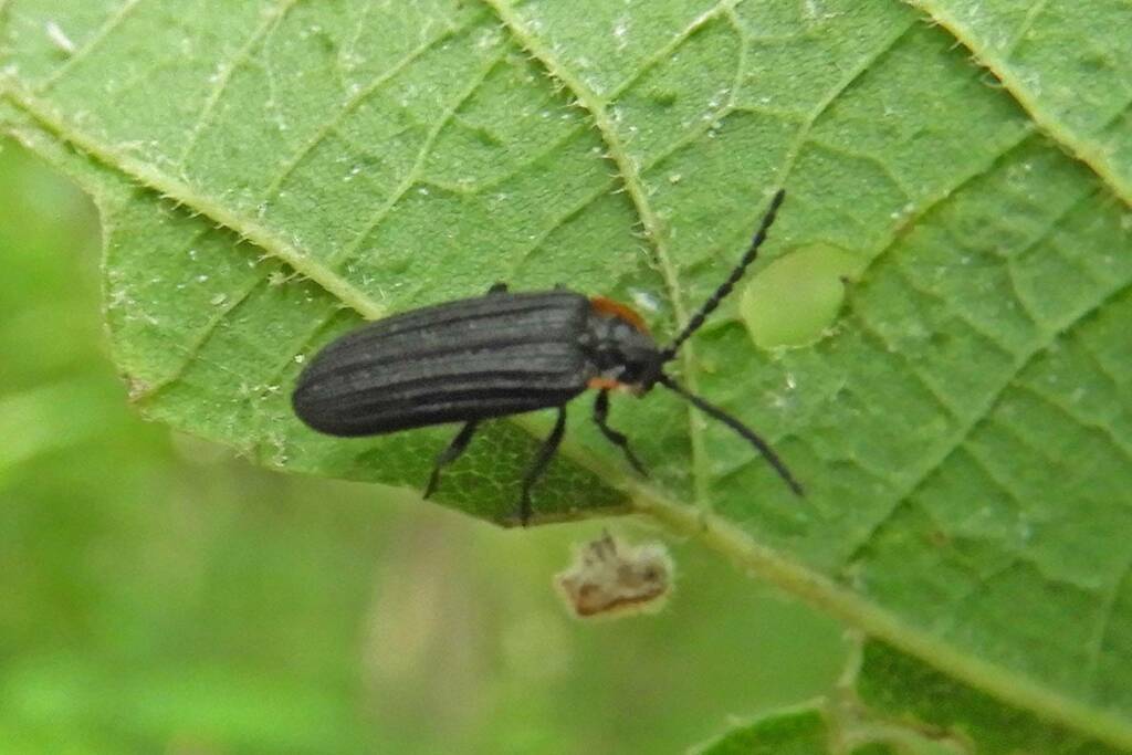 Beetles from Walker Nature Center on June 26, 2024 at 09:20 AM by ...