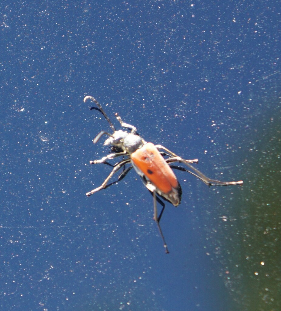 Dimorphic Flower Longhorn Beetle from Leavenworth, WA 98826, USA on ...