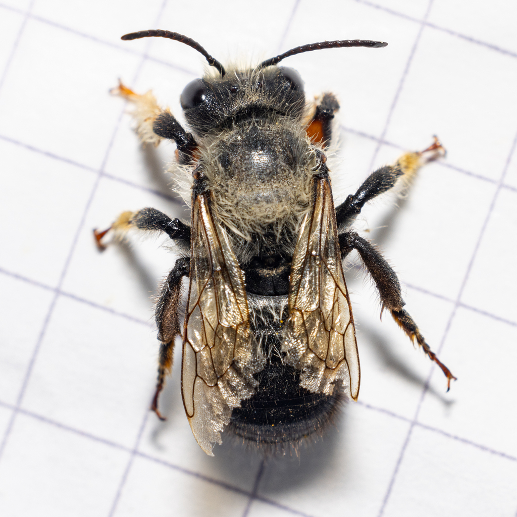 Black-and-gray Leafcutter Bee from Spokane Valley, WA 99206, USA on ...