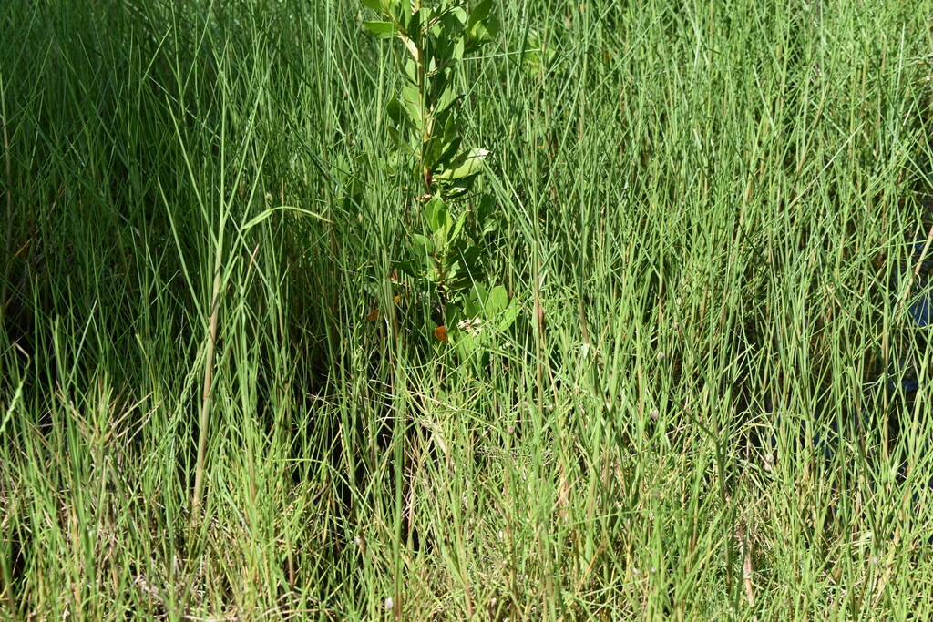 Gulf Coast Swallow-wort from Bonita Springs, FL, USA on June 26, 2024 ...
