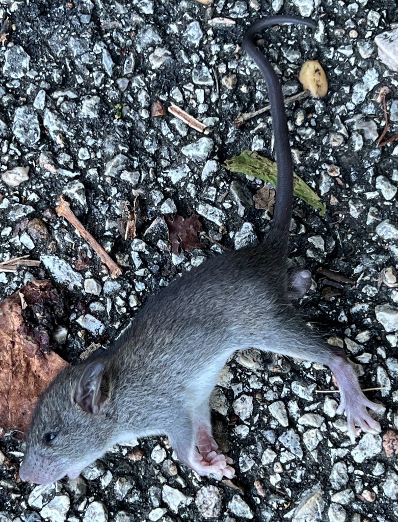 Black Rat from Briargrove Park, Houston, TX, USA on June 23, 2024 at 07 ...