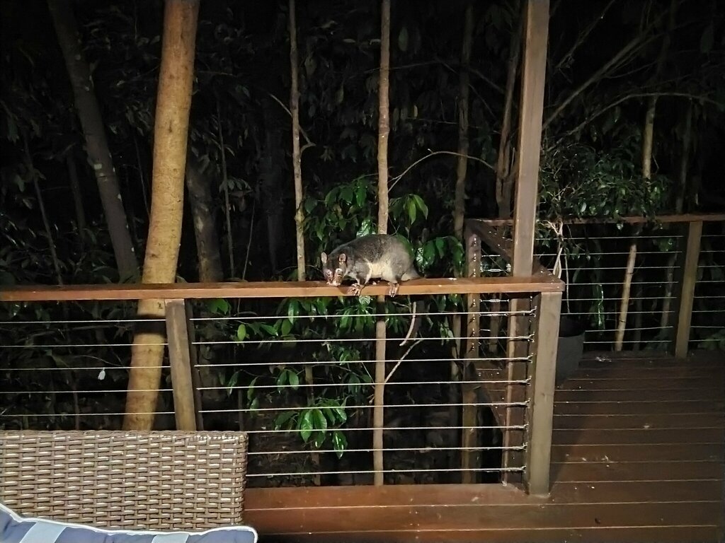 Short-eared Brush-tailed Possum from The Gap Brisbane on June 25, 2024 ...