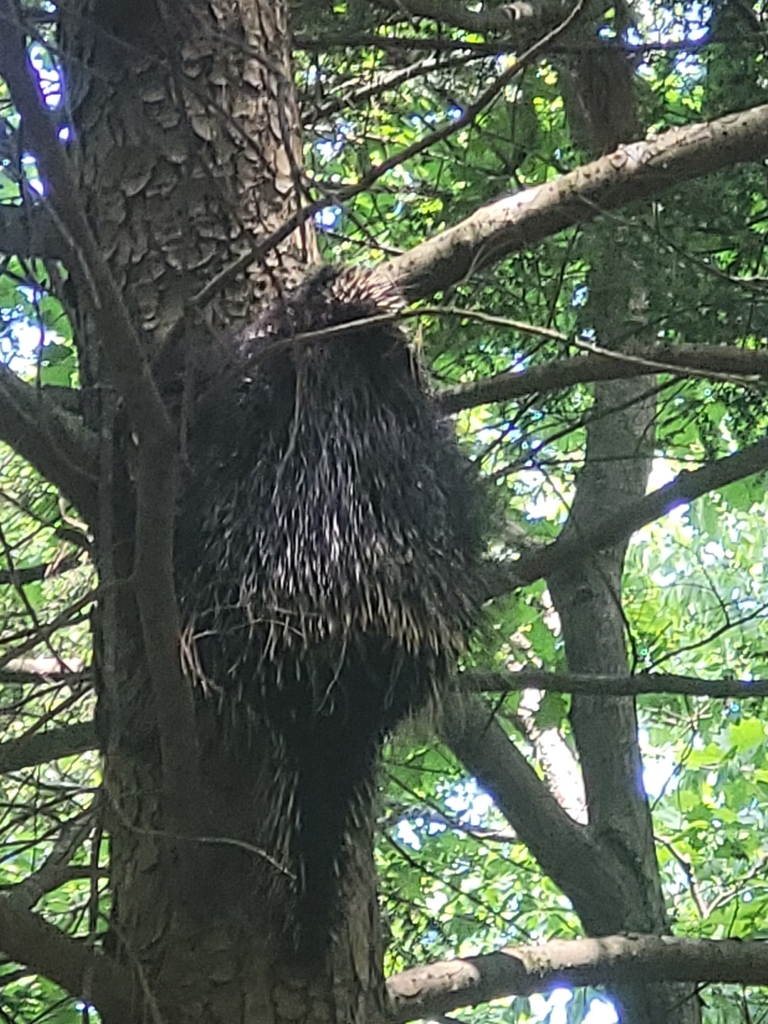 North American Porcupine from Fitzwilliam, NH 03447, USA on June 26 ...