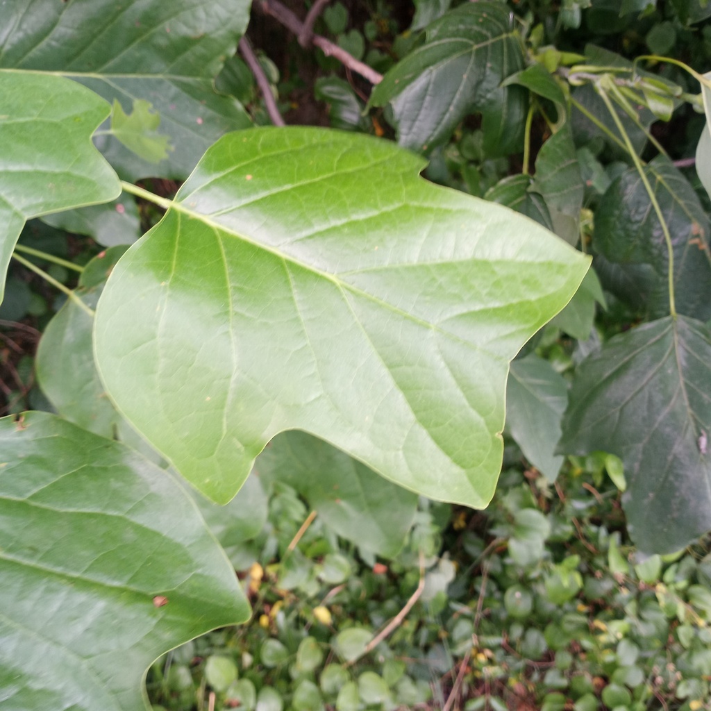 tulip tree from Caroline County, MD, USA on June 26, 2024 at 06:39 PM ...