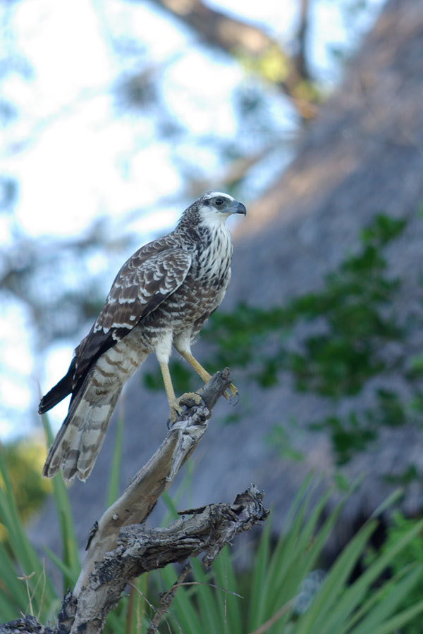 Madagascar Harrier-Hawk (Polyboroides radiatus) - Avian Discovery