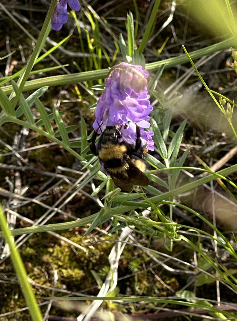 Northern Amber Bumble Bee from Cat Lake 63C, ON, CA on June 26, 2024 at ...