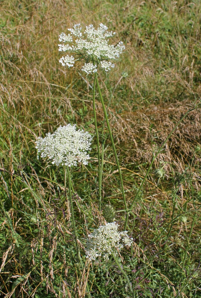 wild carrot from Grayson, KY 41143, USA on June 25, 2024 at 11:07 AM by ...