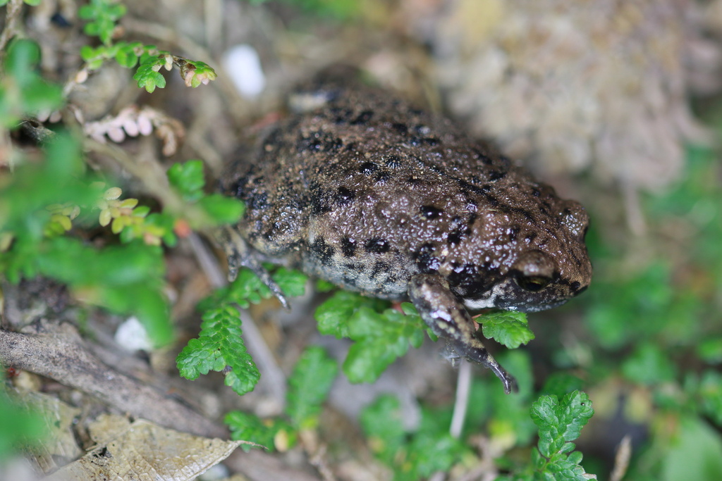 Boreal Digging Frog from 中国北京市怀柔区 on September 28, 2019 at 07:19 PM by ...