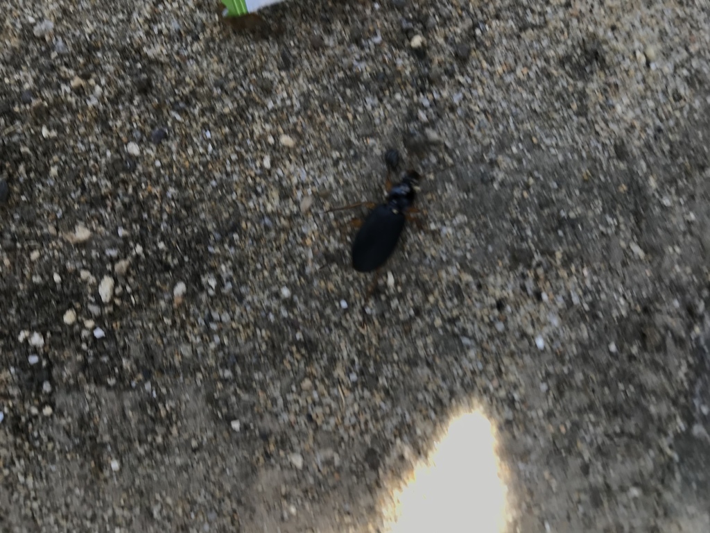 Dolichus halensis from 大分スポーツ公園, 大分市, 大分県, JP on May 26, 2019 at 11:18 ...