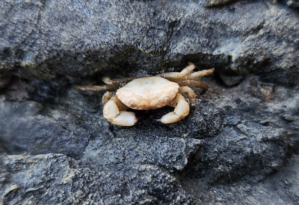 Iron crab from Mākara Beach, Wellington 6972, New Zealand on February ...
