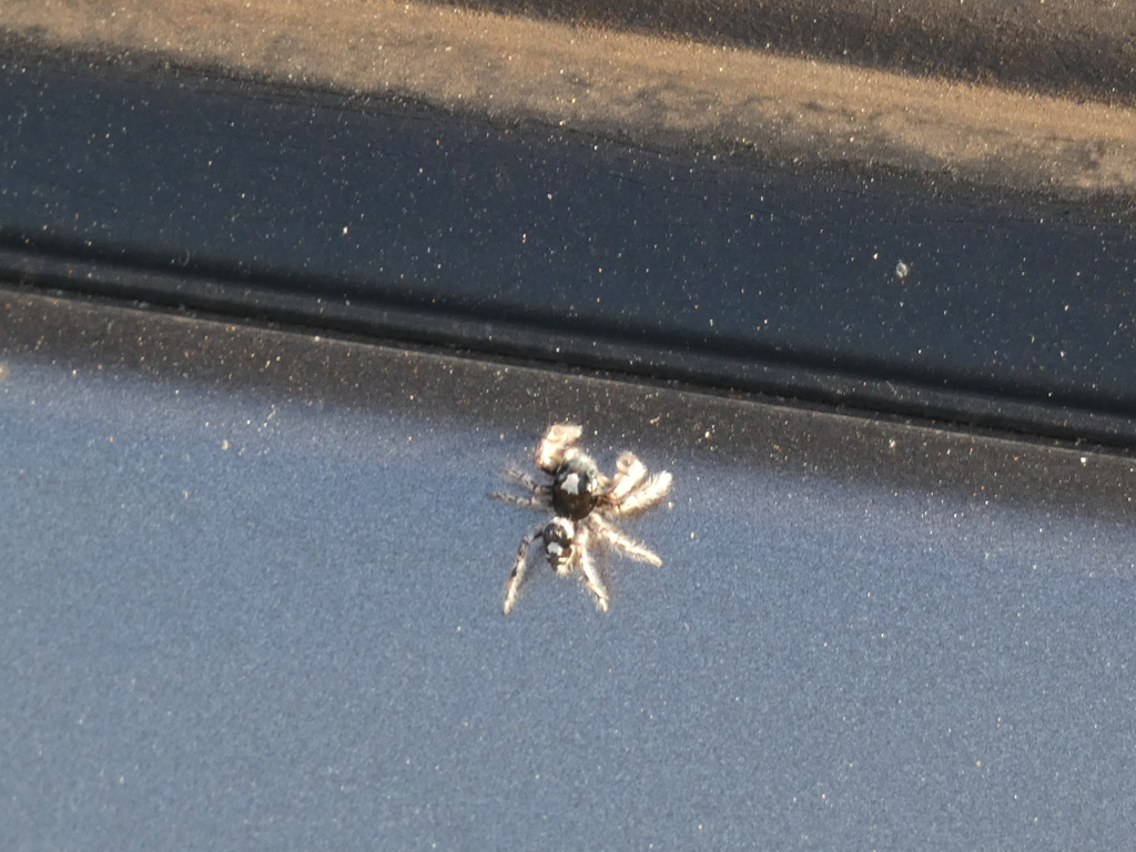 Putnam's Jumping Spider from Galloway, NJ, USA on June 26, 2024 at 06: ...