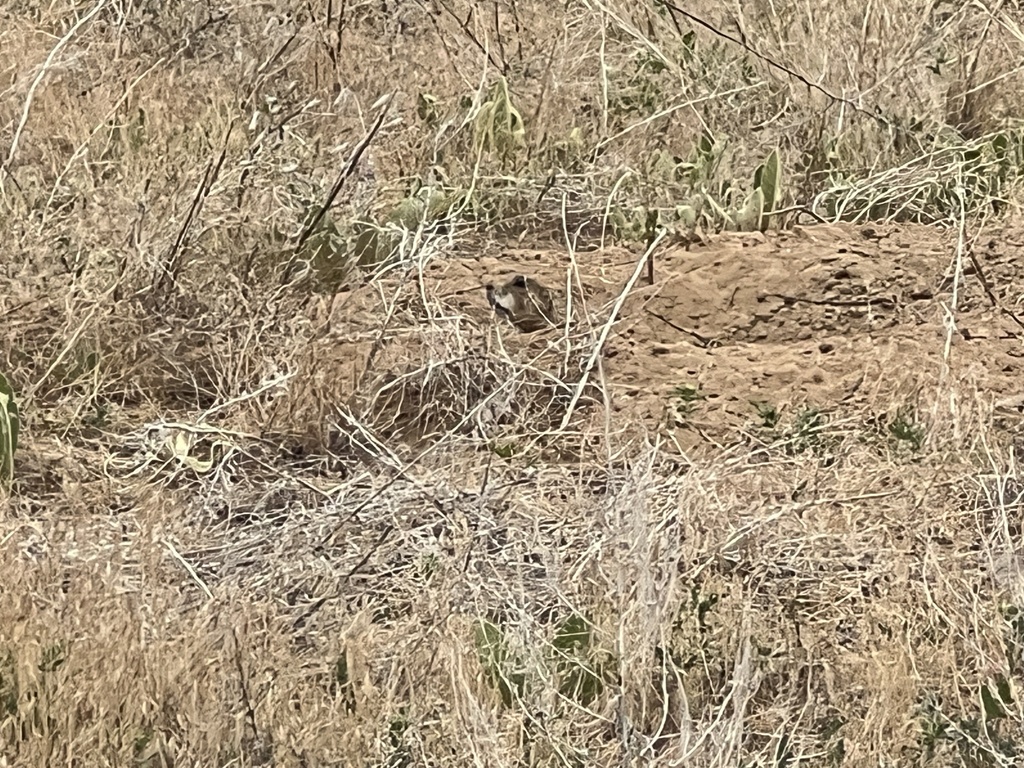 Black-tailed Prairie Dog from Rocky Mountain Arsenal National Wildlife ...