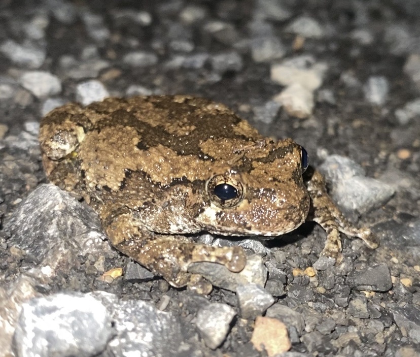 Tree Frogs and Allies from Romney, WV, US on June 26, 2024 at 09:52 PM ...