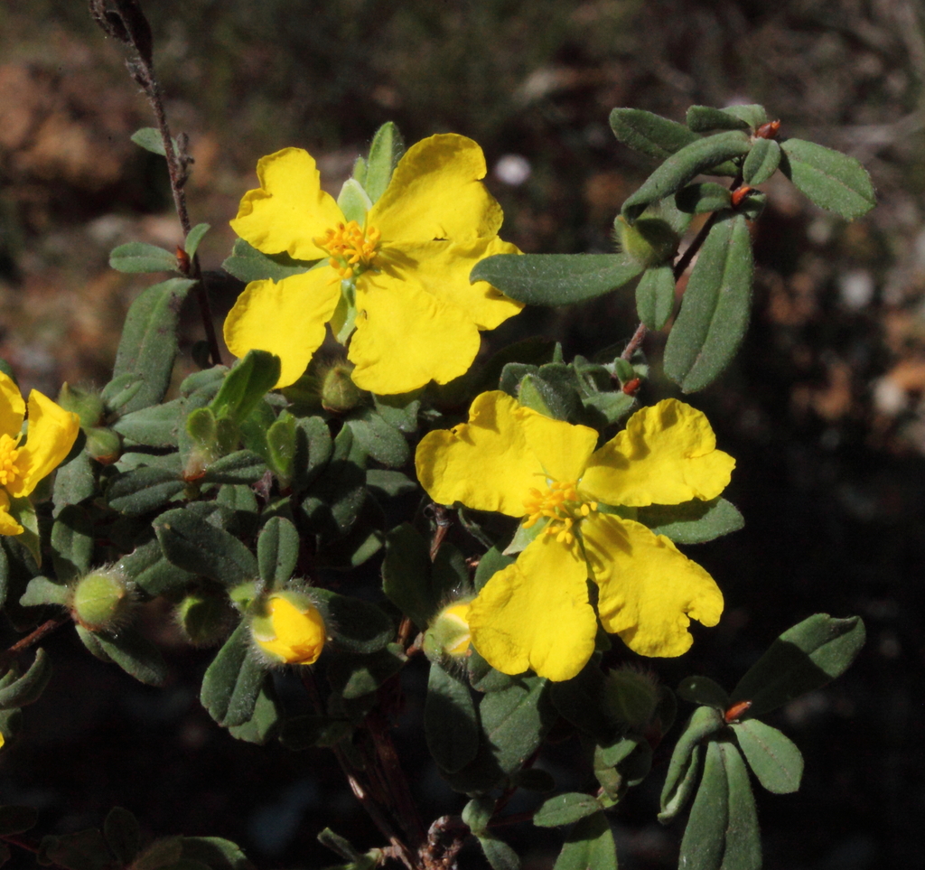 Hibbertia commutata from Jingalup WA 6395, Australia on September 8 ...