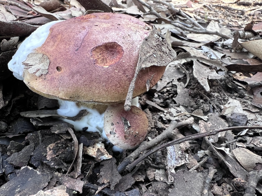 boletes from Bom Bom State Forest, Bom Bom, NSW, AU on June 27, 2024 at ...