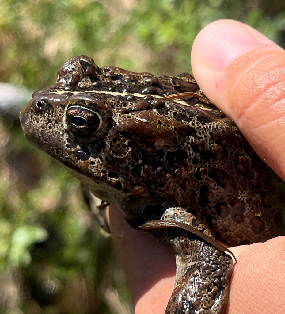 Western Toad from Payette National Forest, Yellow Pine, ID, US on June ...