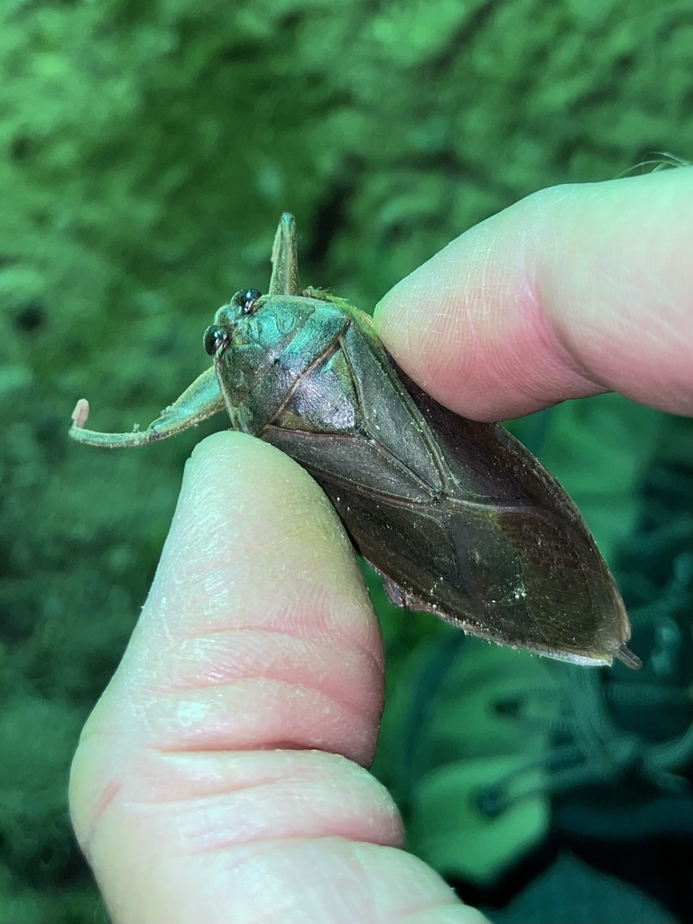 American Giant Water Bug from Eagle Hill Dr, Steuben, ME, US on June 26 ...