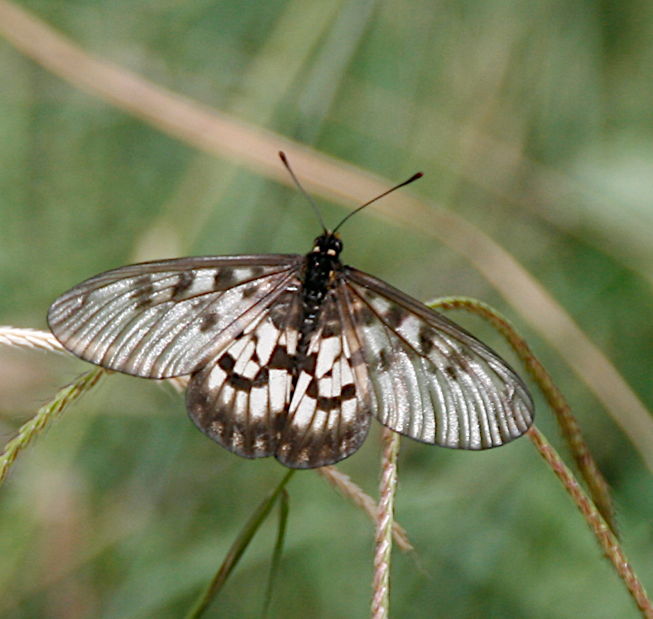 Glasswing from Hardings Paddock, Goolman QLD 4306, Australia on April 6 ...