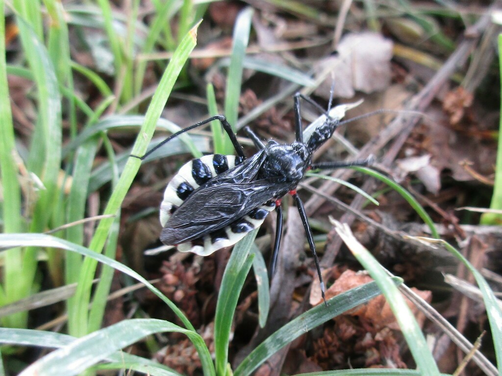 Japanese Assassin Bug from Tenryūgawa on May 27, 2017 at 12:23 AM by R ...