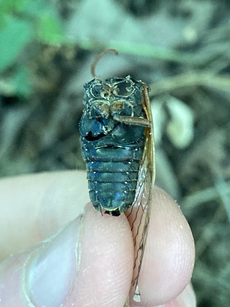 Cassin's 13-Year Cicada from Scenic Point Dr, Washington, MO, US on ...