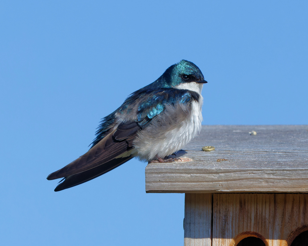 Tree Swallow from Oregon State University - Hatfield Marine Science ...