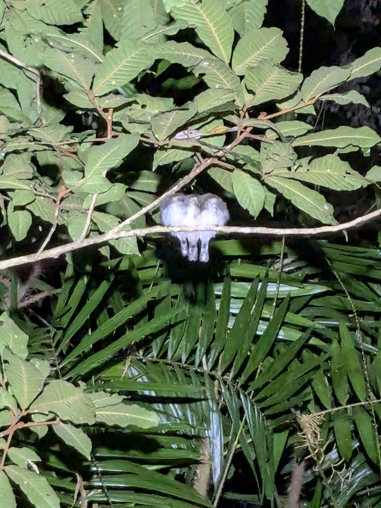 Perching Birds from Malanda QLD 4885, Australia on June 21, 2024 at 08: ...